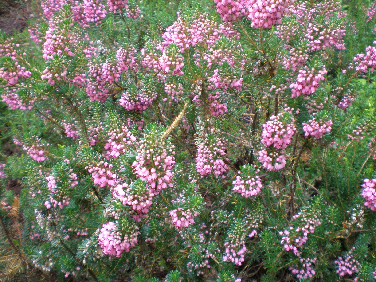 A la salud por las flores: Heather-Brezo