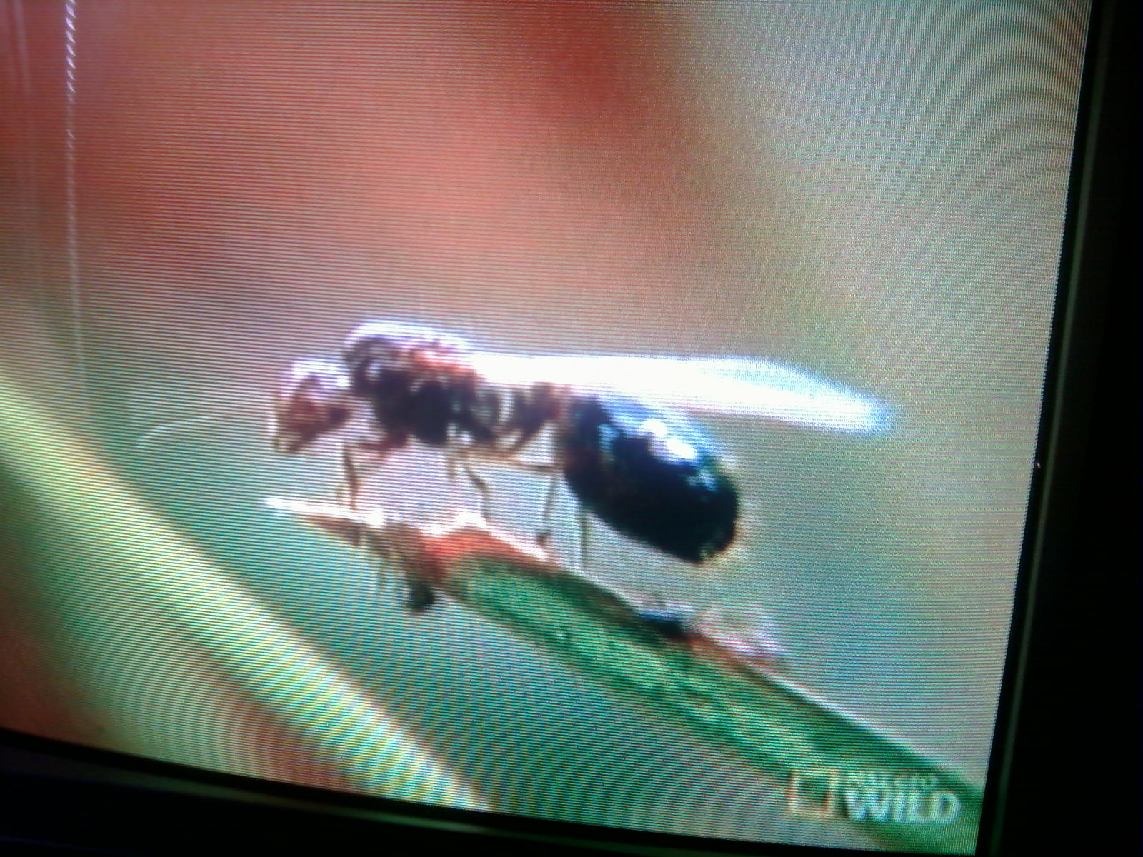 AP Bio #2 (cont'd): Animal with segmented body