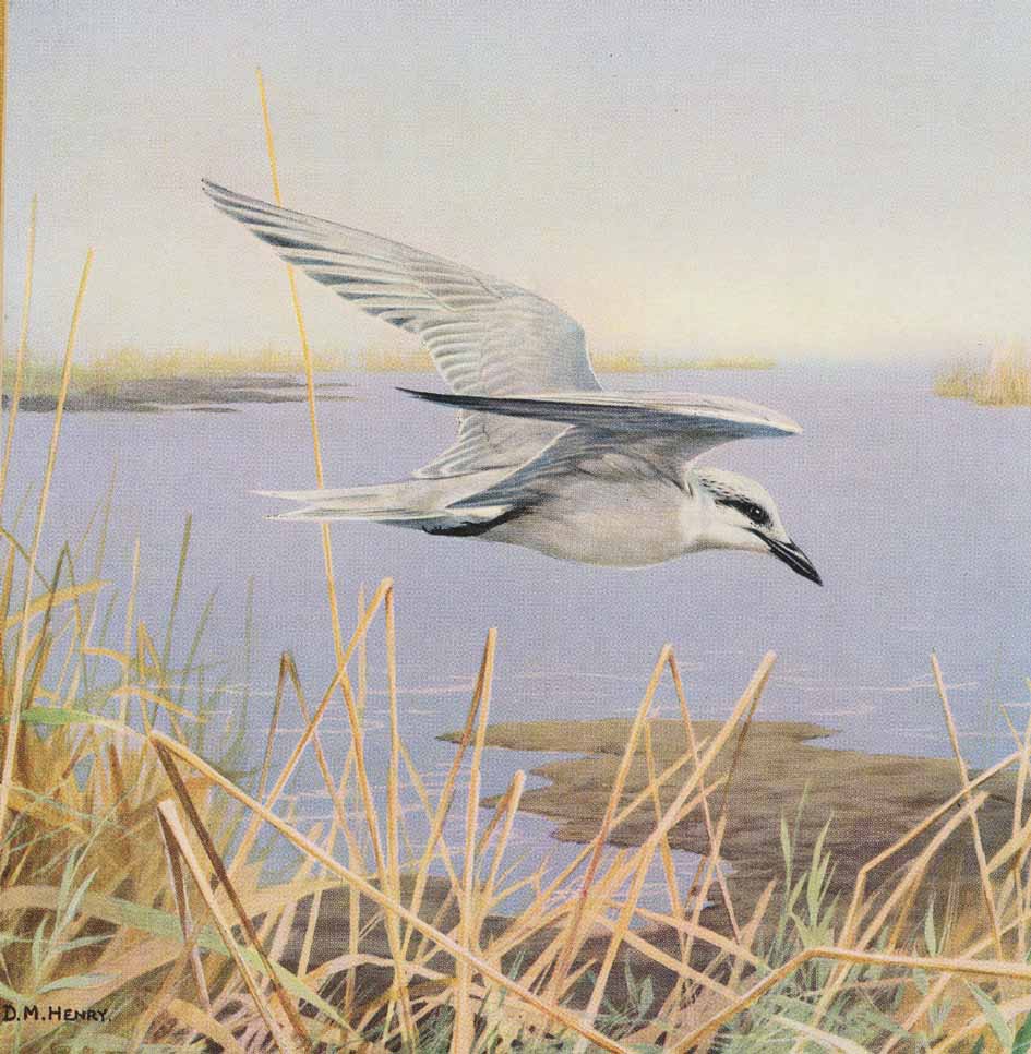 BirdLife Botswana: Birds of Lake Xau - 1964