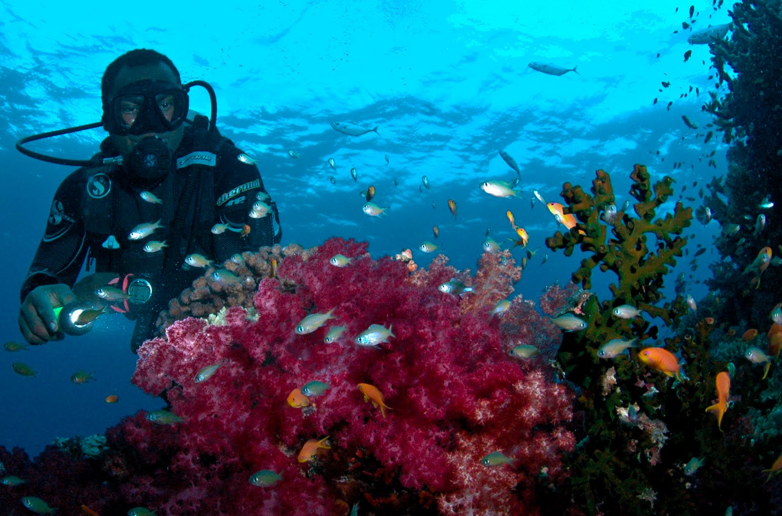 Tui Tai Expeditions: Dive the World Capital of Soft Coral with Tui Tai