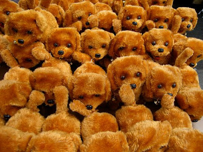 This__close to solipsism: Awwwwww...so many puppies!