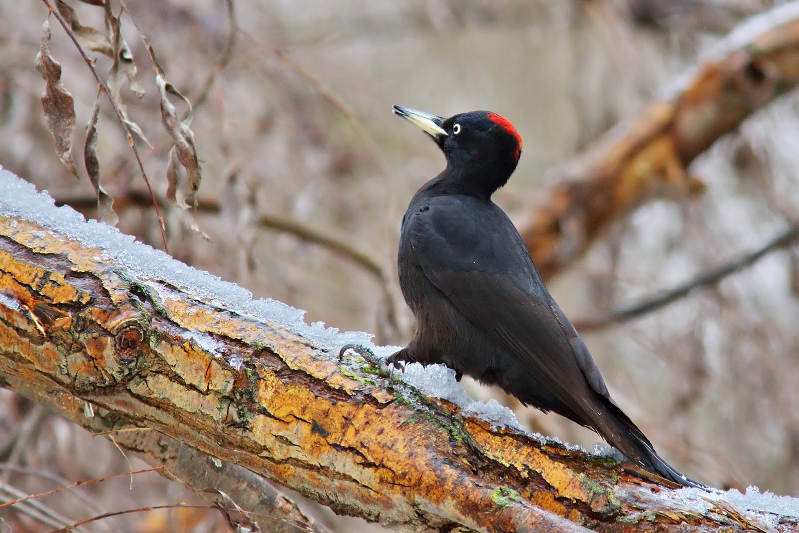 Woodpeckers of the World: Picid in Focus: Black Woodpecker Dryocopus ...