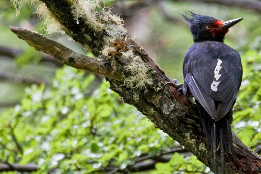 Woodpeckers of the World: Picid in Focus: Magellanic Woodpecker ...