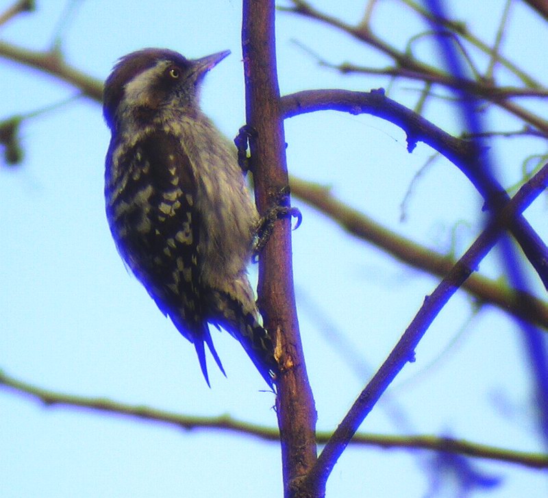 Woodpeckers of the World: Picid in Focus: Brown-capped Woodpecker ...