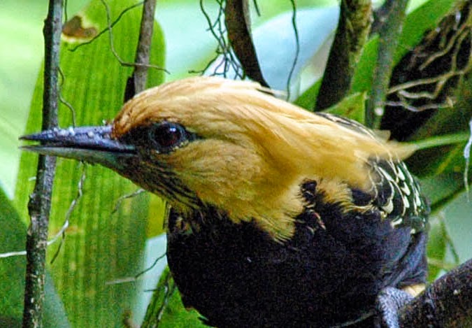 Woodpeckers of the World: Genus: Celeus