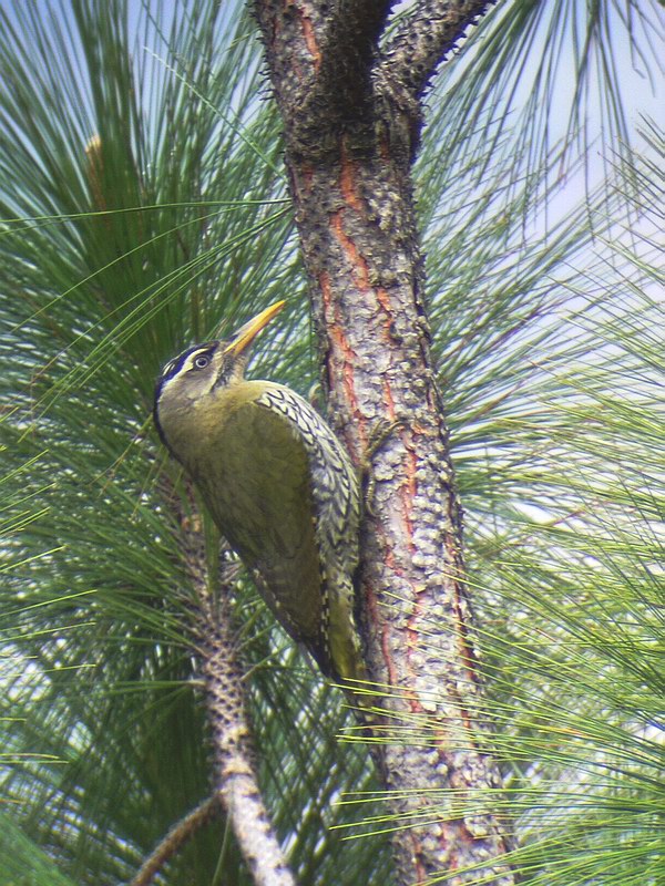 Woodpeckers of the World: Picid in Focus: Scaly-bellied Woodpecker ...