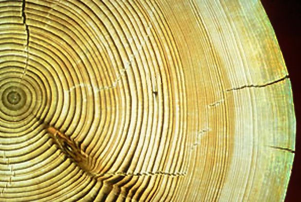 BIOLOGIA: METODOLOGIA DE DENDROCRONOLOGIA