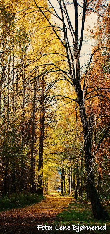 Mangfold i naturen: Gråor og svartor