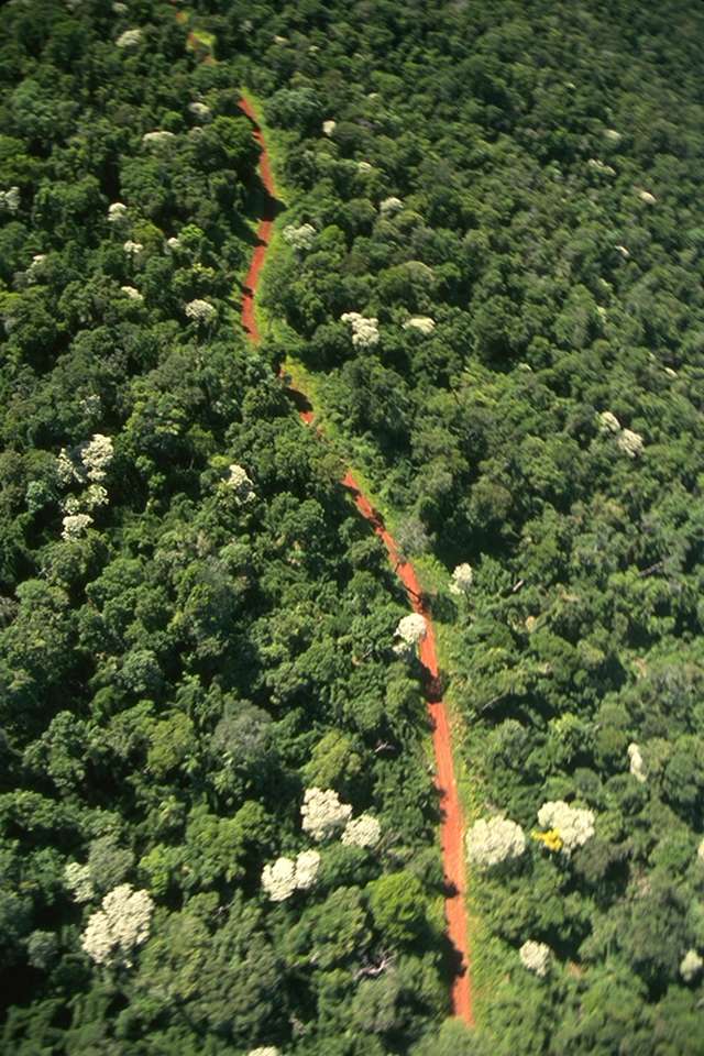 UN BOSQUE SIN ÁRBOLES PARA MISIONES