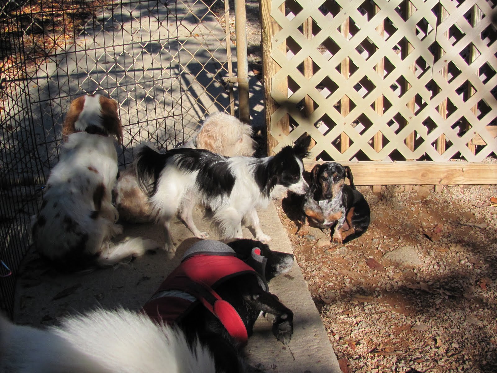 You Lucky Dog!: October 2010