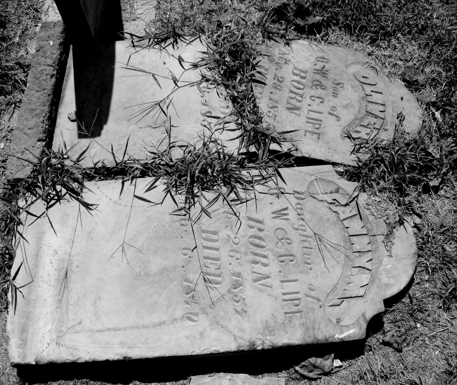 Escape to the Silent Cities: Lipe Family Plot