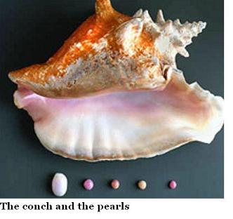 La Petite Gallery: Pearls and Answers