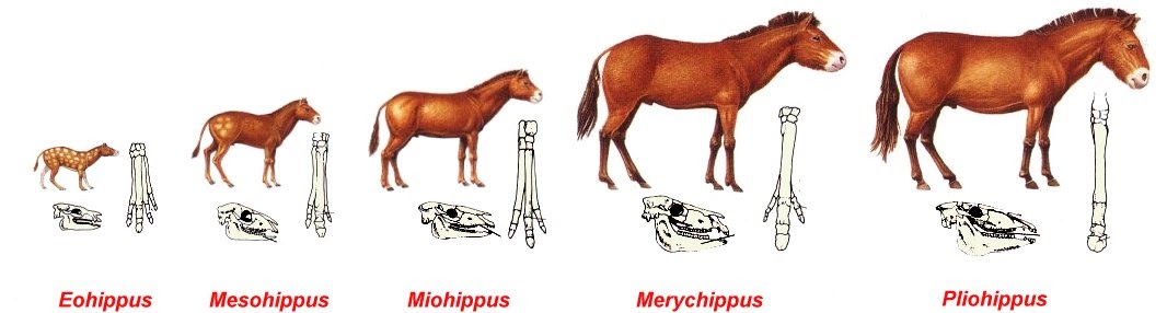 Terra Animalia: Les Origines du Cheval