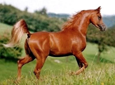 Terra Animalia: Les caractéristiques du cheval: Les robes