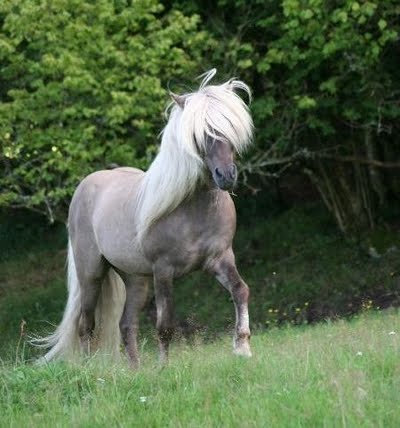 Terra Animalia: Les caractéristiques du cheval: Les robes