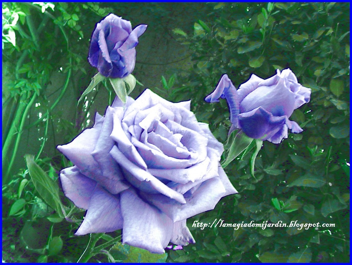 LA MAGIA DE MI JARDIN: LA ROSA AZUL. GANADORA