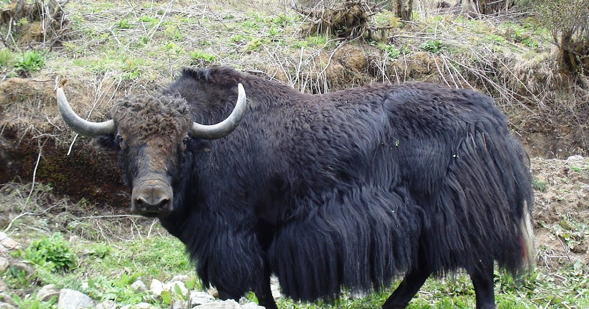 Digital Tibetan Buddhist Altar: Yak Tail Soup
