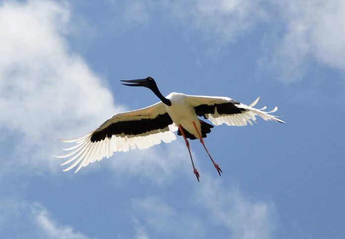 Digital Tibetan Buddhist Altar: Thrung Thrung Karmo