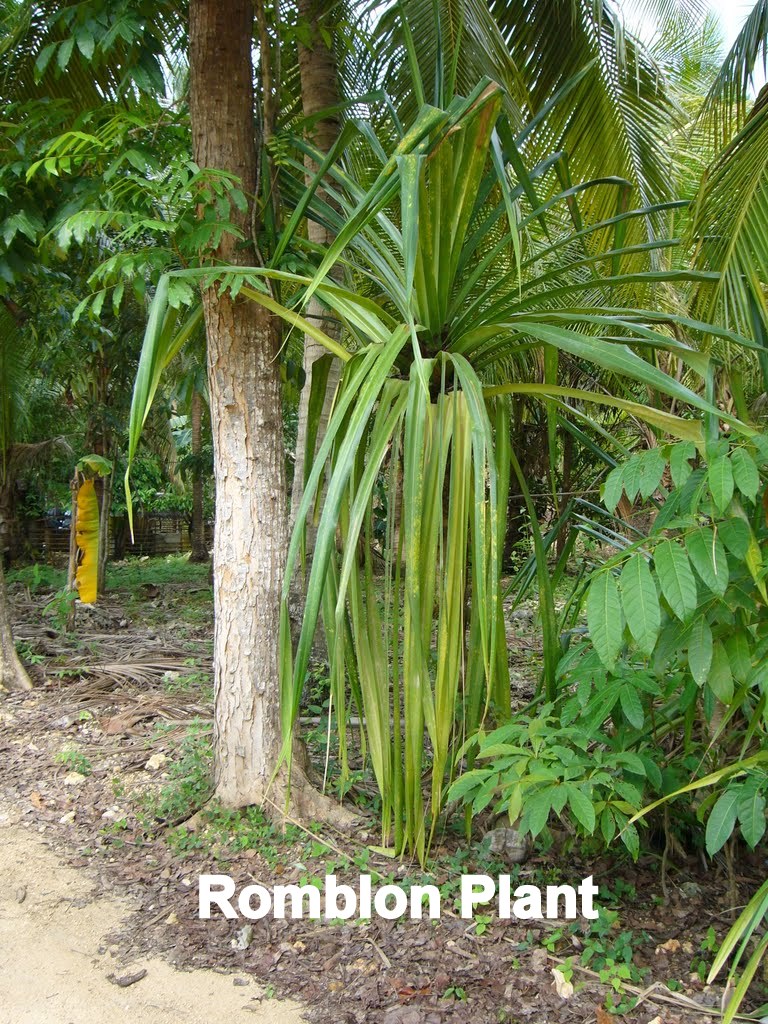 Good Sam Medical Mission: 9/19/10 - 9/26/10