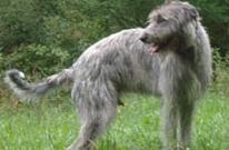 Biggest dog ever!: Irish Wolfhound. Not biggest but one of the world ...