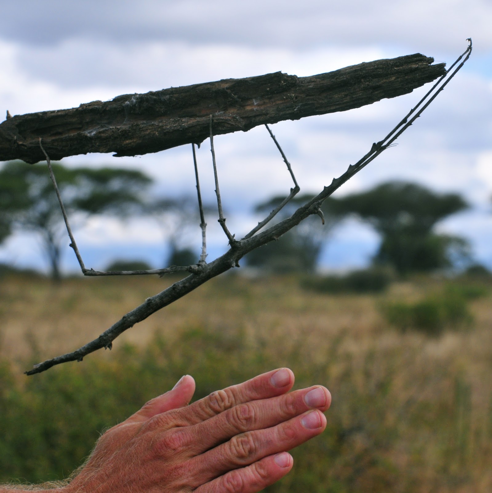 Encounters in East Africa: The Longest Insect in the World?