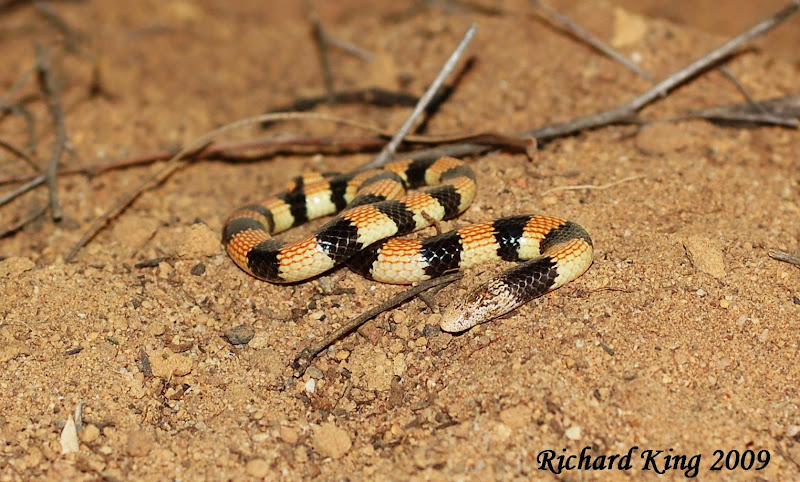 WA Zoologist: Wheatbelt Adventures