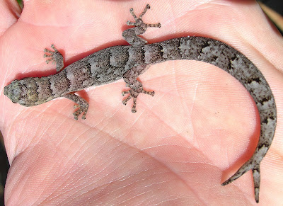 WA Zoologist: Winter Days in Perth