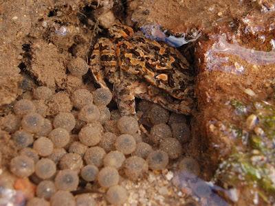 WA Zoologist: Quacking Frogs