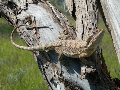 WA Zoologist: Pilbara Reptiles