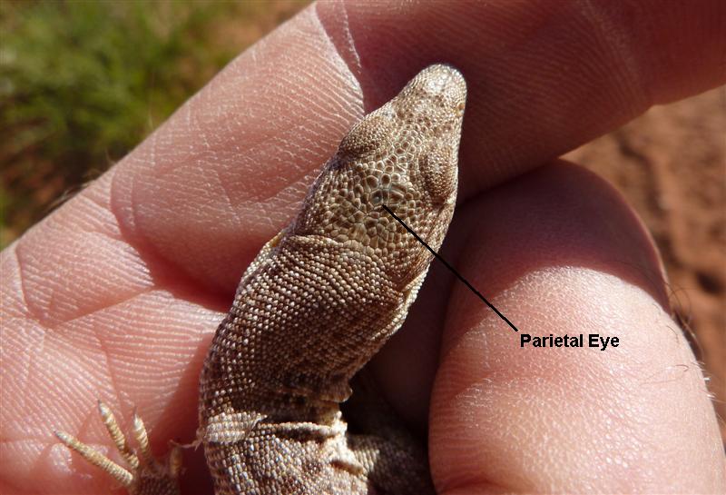 WA Zoologist: Wodgina - The Varanids