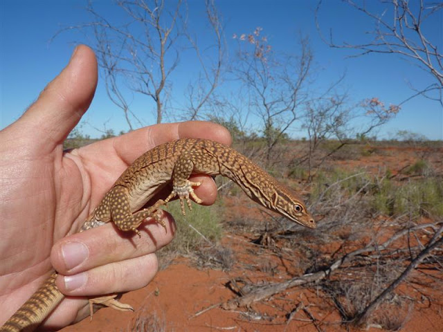 WA Zoologist: Wodgina - The Varanids