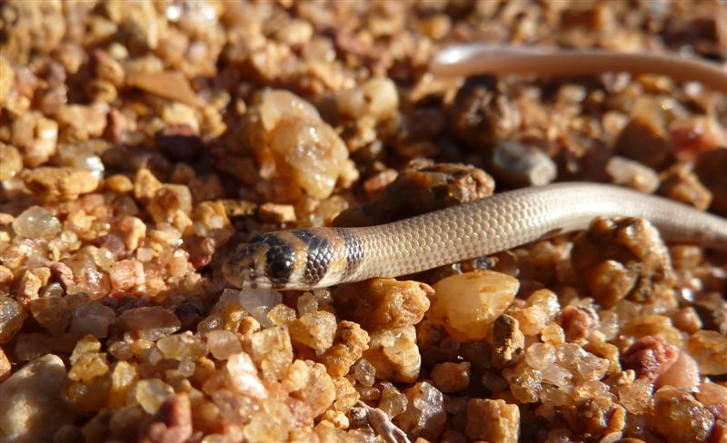 WA Zoologist: The Geckos and Legless Lizards