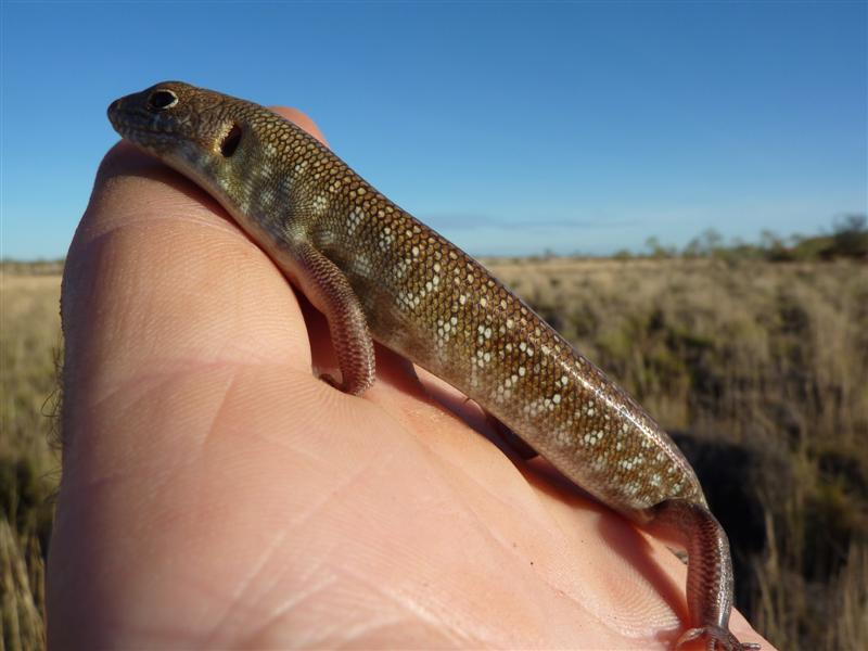 WA Zoologist: The Skinks - The LBJs of the reptile world