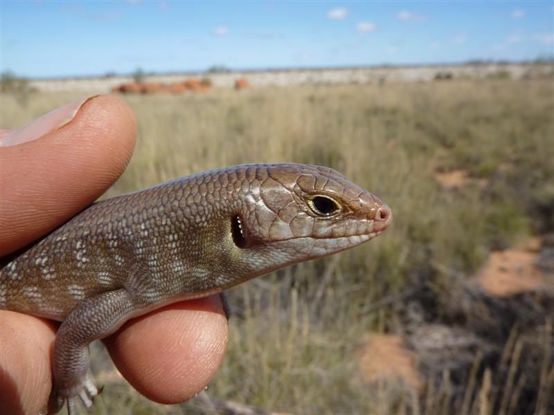 WA Zoologist: The Skinks - The LBJs of the reptile world