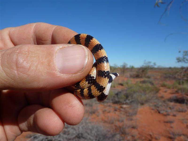 WA Zoologist: The Snakes of Wodgina