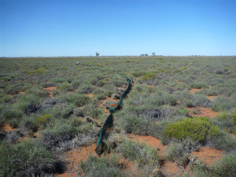 WA Zoologist: Angry Kaluta
