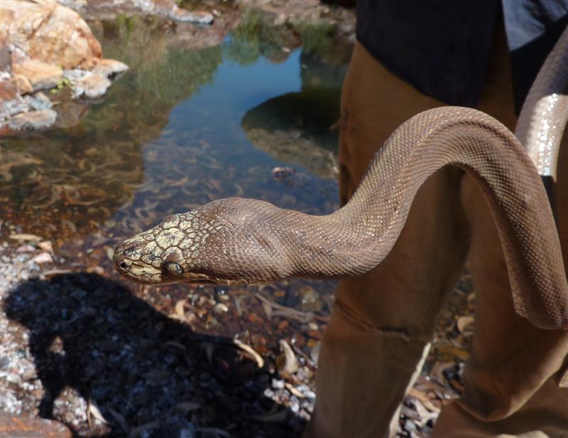 WA Zoologist: Mt Webber Fauna Survey