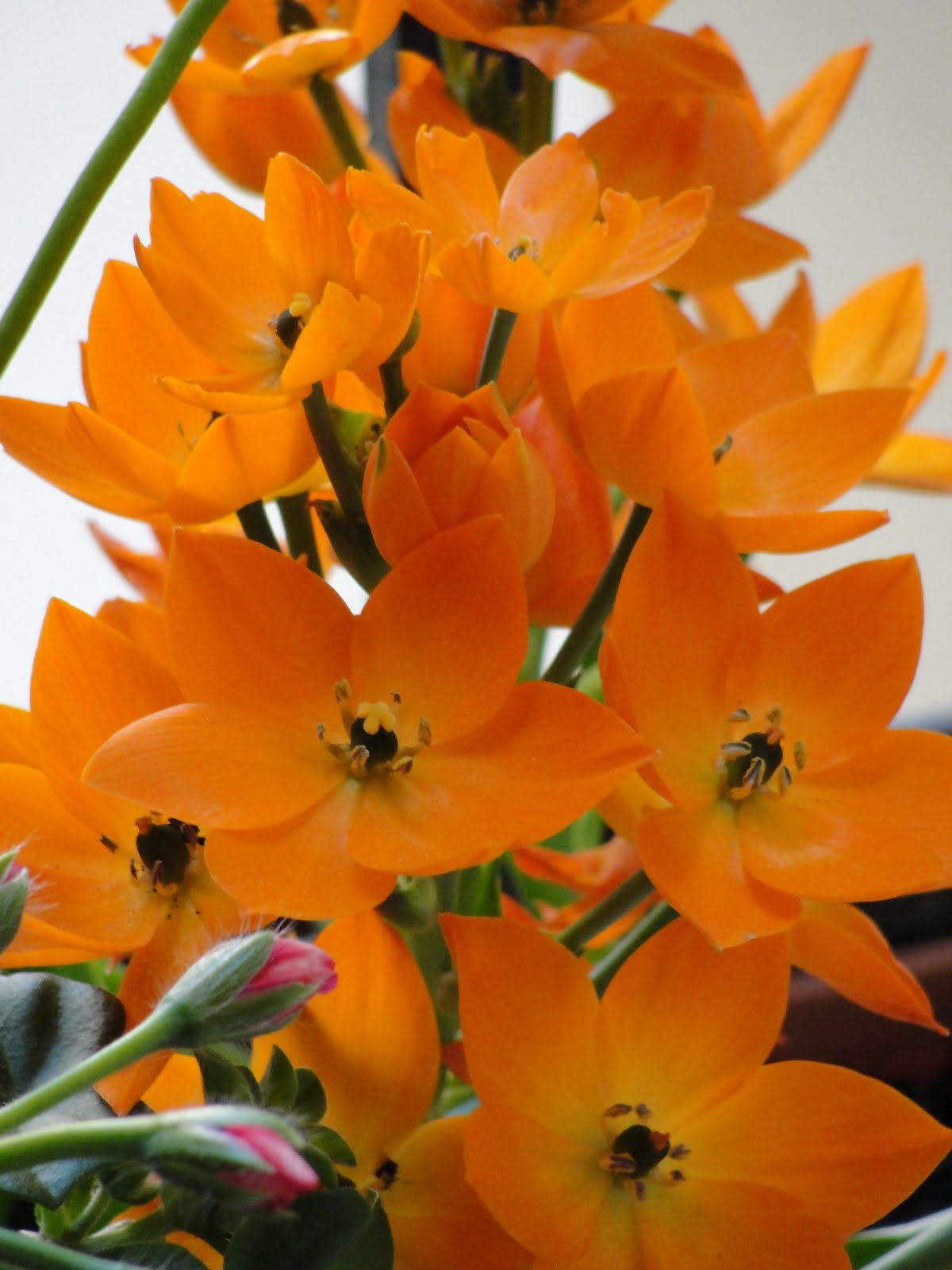 En Barcelona...: De flor en flor