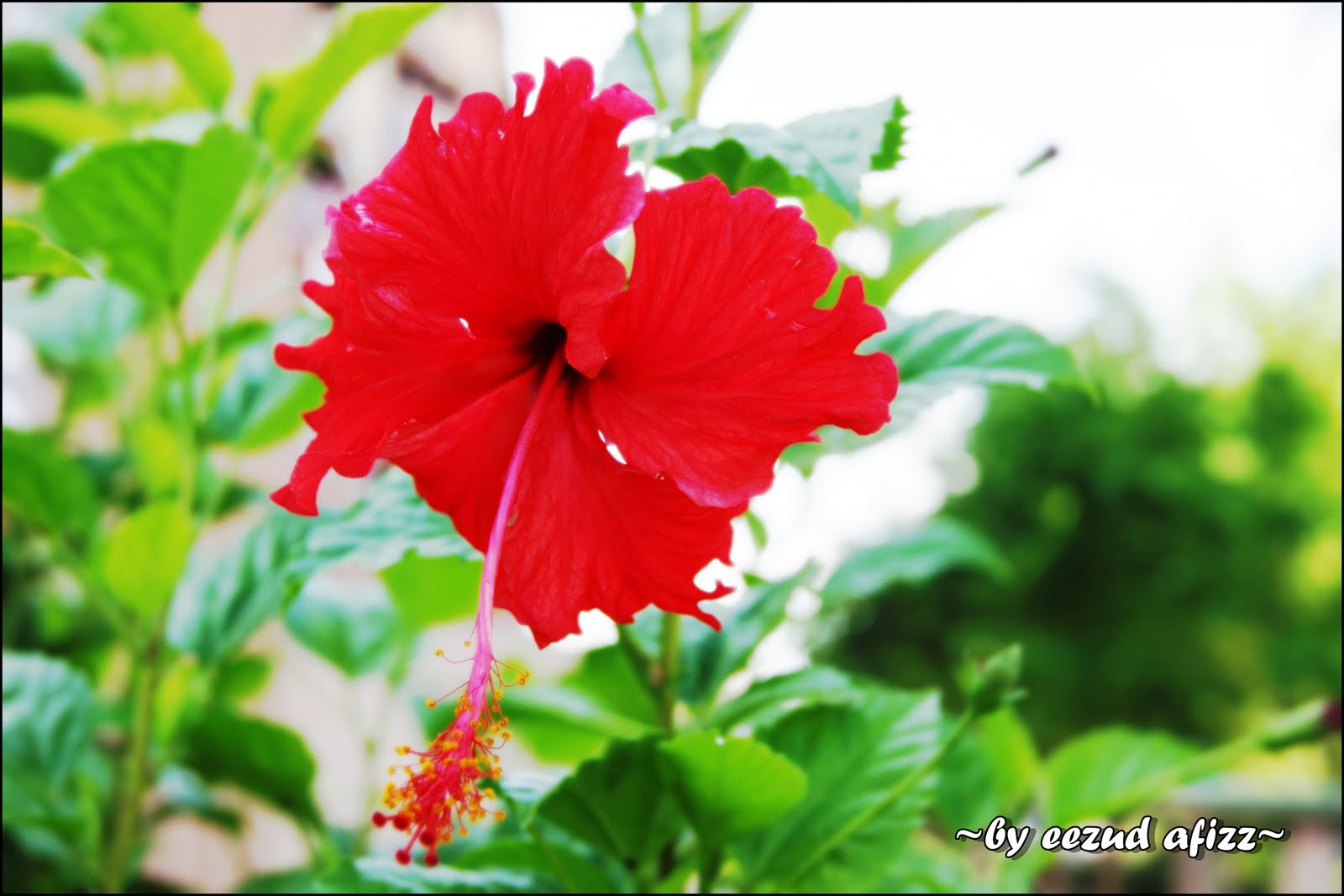 eezud afizz studio: ~~bunga kebanggaan Malaysia~~