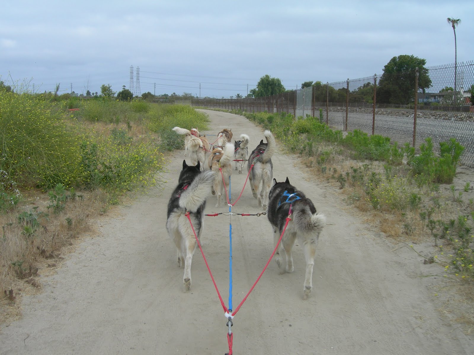 Arctis Carts: Urban Mushing during So Cal summer