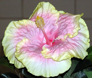 Unbelievable Hibiscus: Cajun Princess