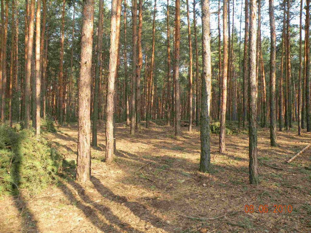 Being Russian: The silence of the Ukrainian forest is deafening