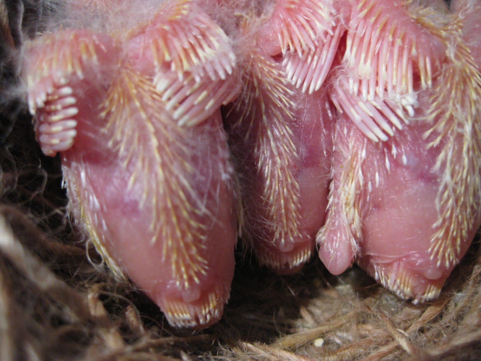 Canary Tales: Three Little Pigs In A Nest Of Four