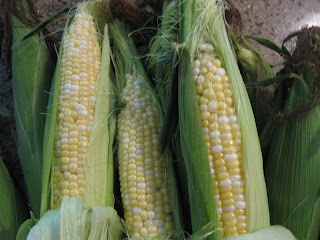 Canary Tales: Sweet Tri-color Corn For The 4th of July