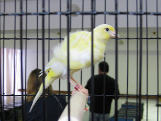 Canary Tales: Fantastic Canary & Finch Show - Houston Texas