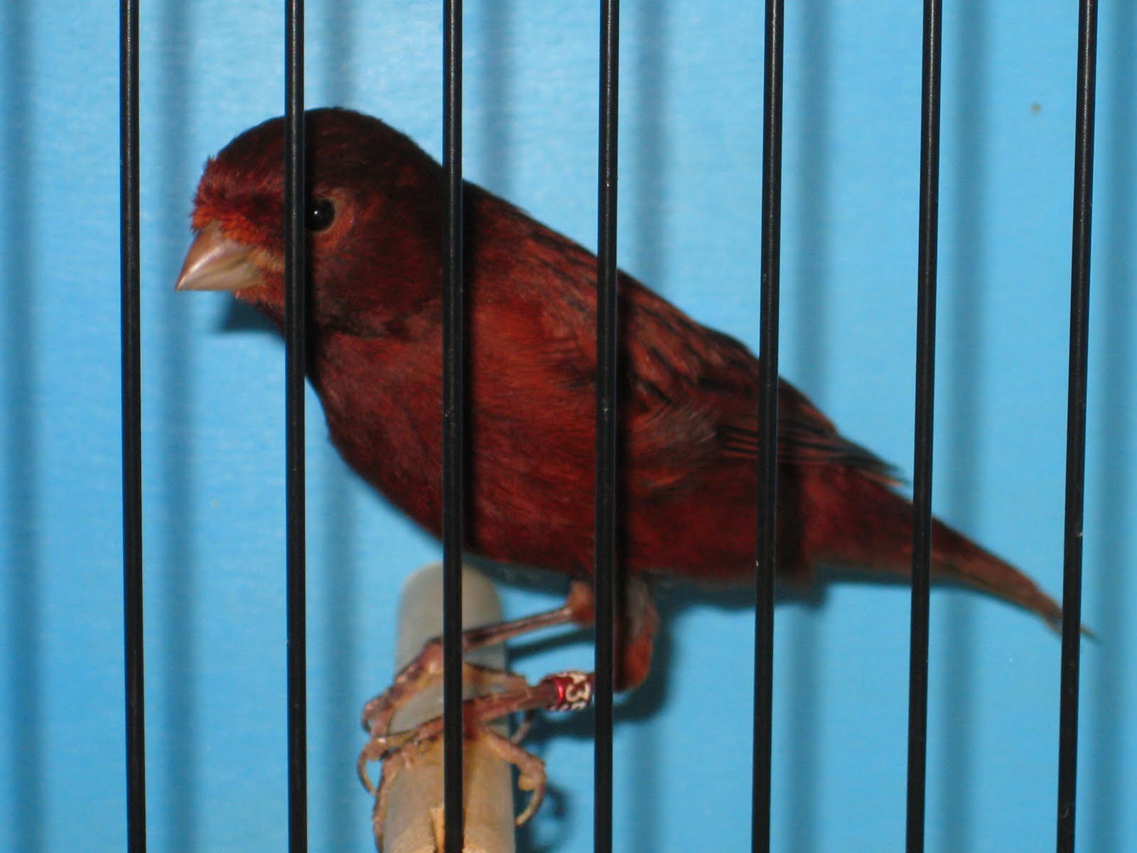 Canary Tales: Geoff Walker Seminar - Cobalt Canary