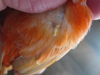 Canary Tales: Removing Feather Cysts