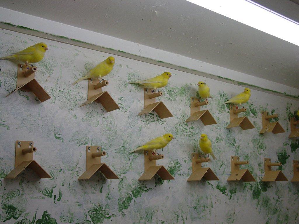 Canary Tales: Privacy Perches