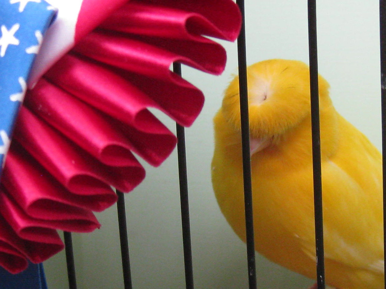 Canary Tales: Columbus Fancy - American Type Canary