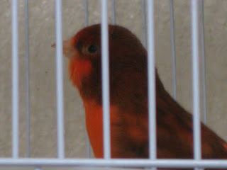 Canary Tales: Dian's Spectacular Color Bred Canaries